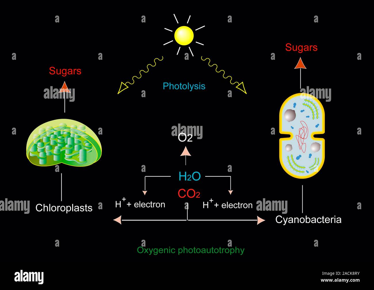 Photosynthesis, artwork. Photosynthesis is the process by which most ...