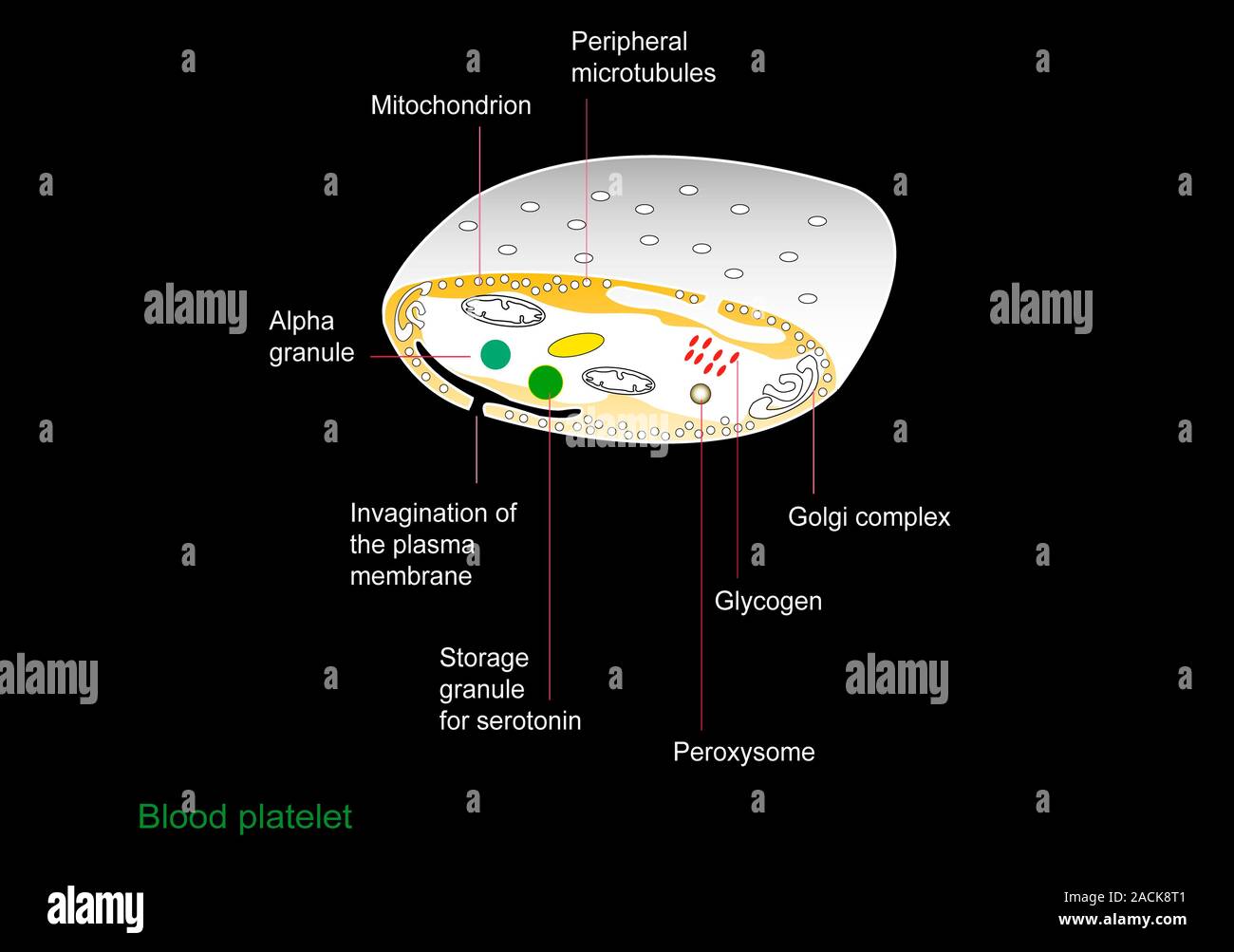 Platelet. Artwork showing the internal structure of platelets ...