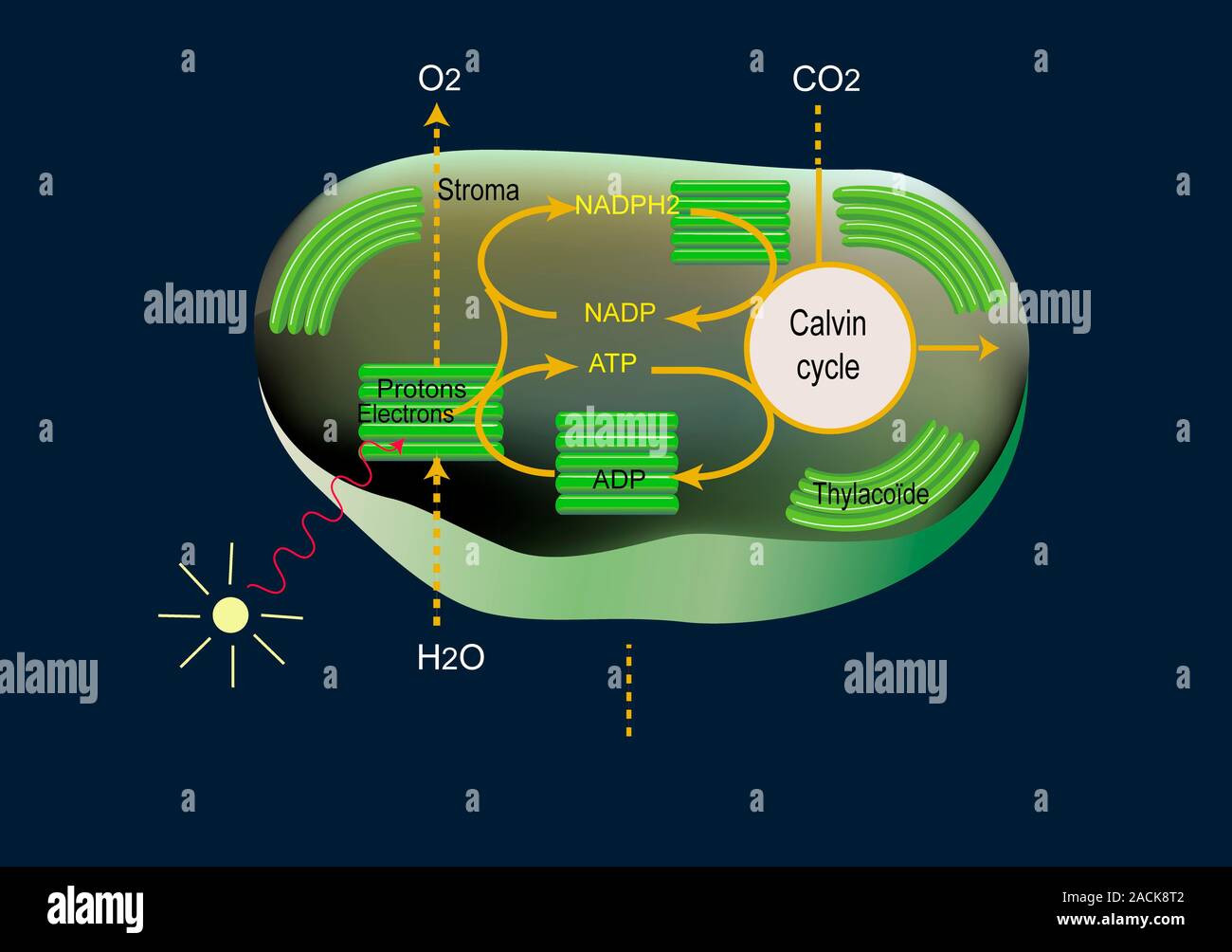 Photosynthesis. Artwork showing the process of photosynthesis within a ...