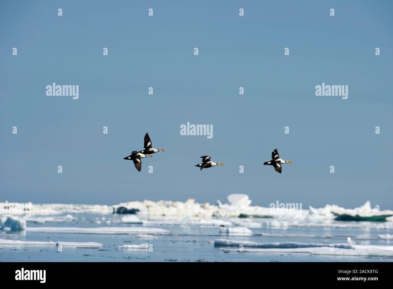 Flock of King Eider ducks (Somateria spectabilis), Foxe Basin, Nunavut ...