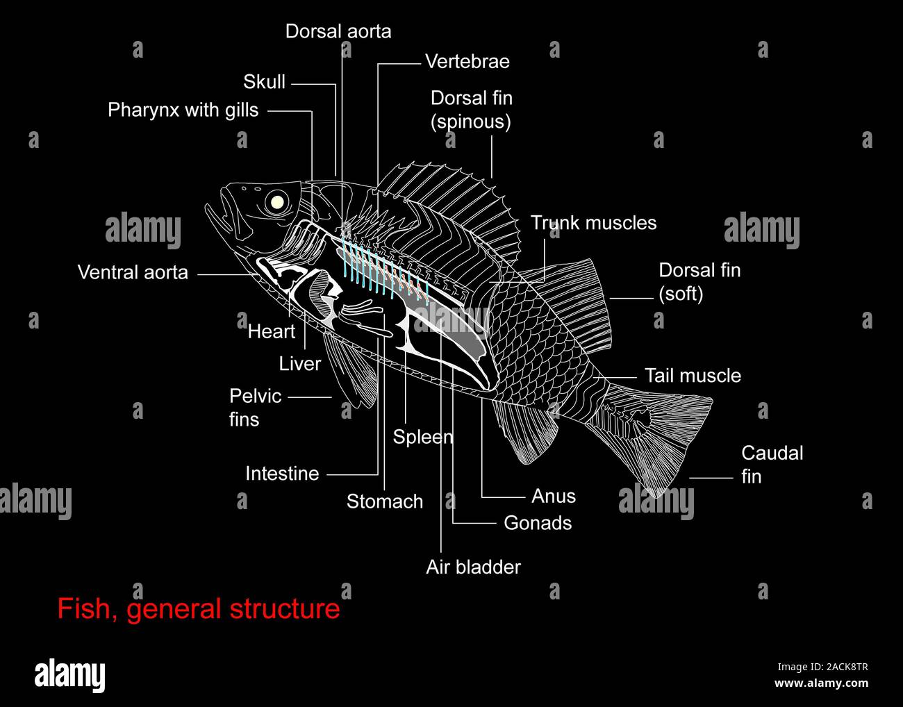 Fish anatomy. Artwork showing the typical anatomy of a bony fish Stock ...