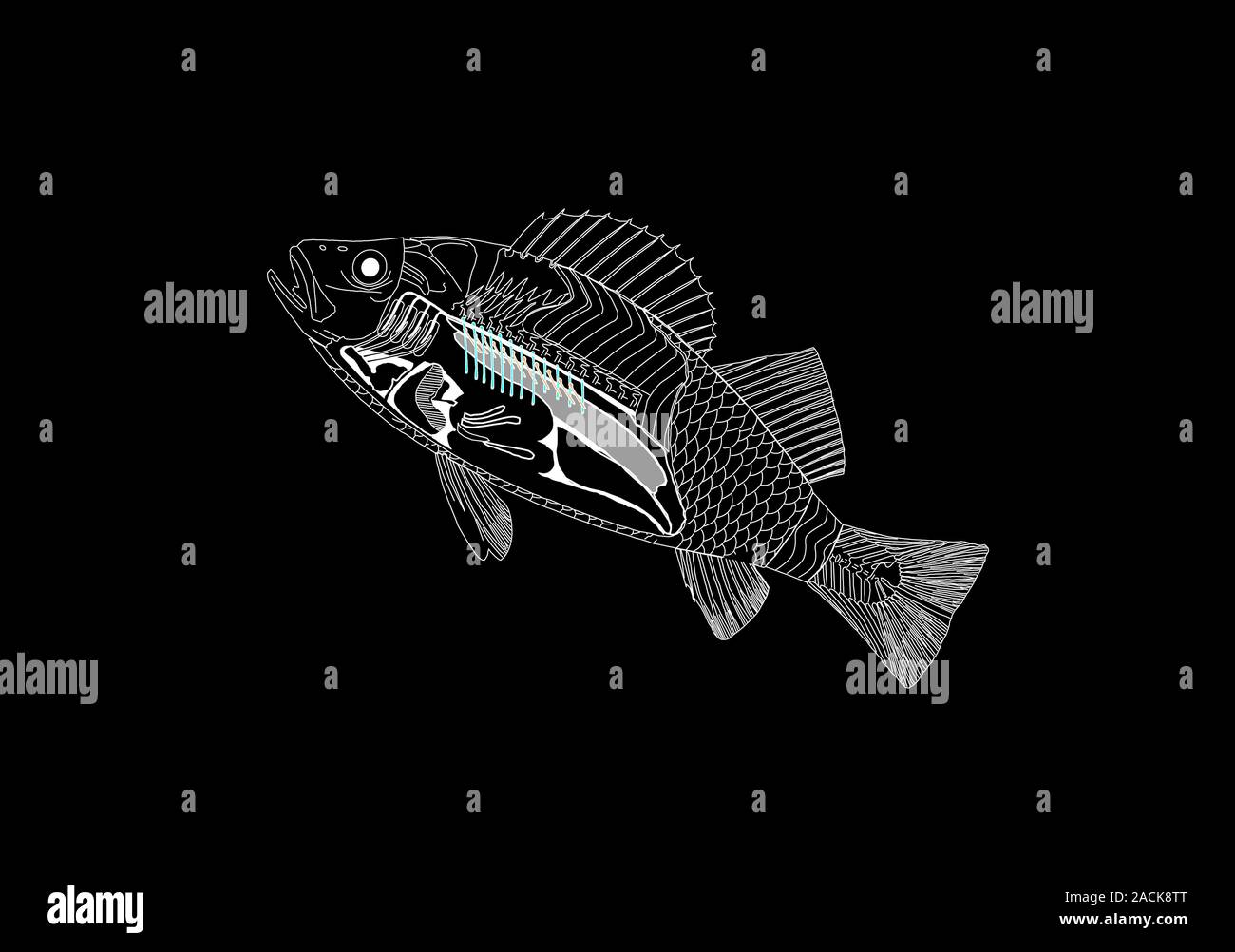 Fish anatomy. Artwork showing the typical anatomy of a bony fish. For a ...