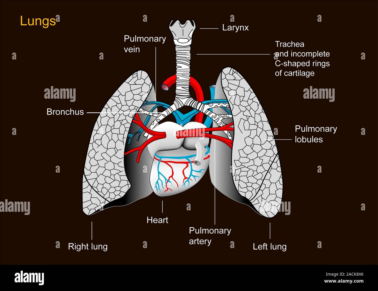 Heart and lungs, artwork. The heart is a hollow muscle that pumps blood ...