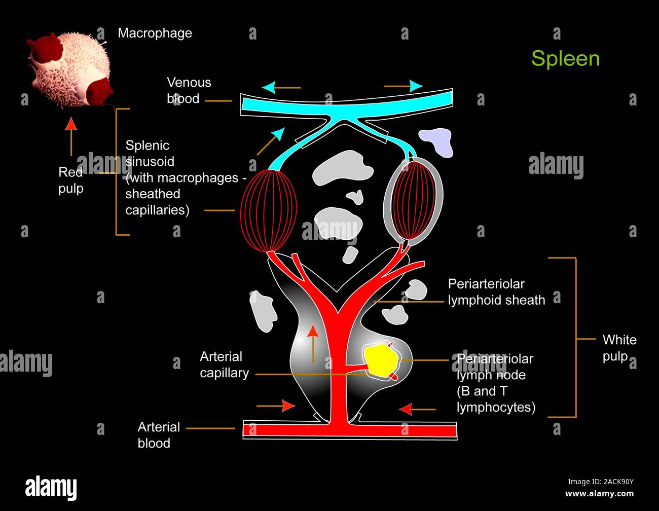 Spleen. Artwork showing the structure of the spleen and its blood ...