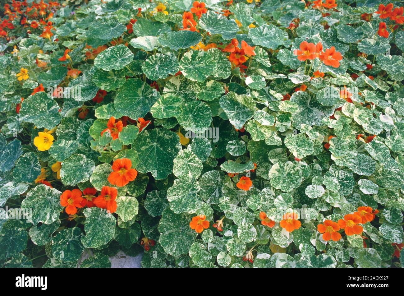 Nasturtium (Tropaeolum majus 'Spitfire') flowers Stock Photo - Alamy