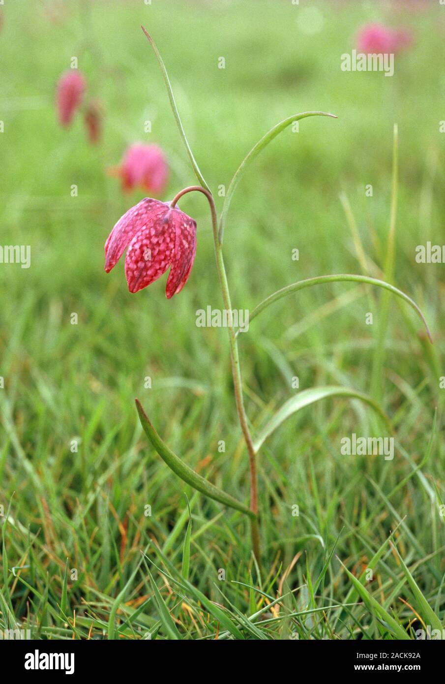 Snake's head fritillary flowers (Fritillaria meleagris Stock Photo - Alamy