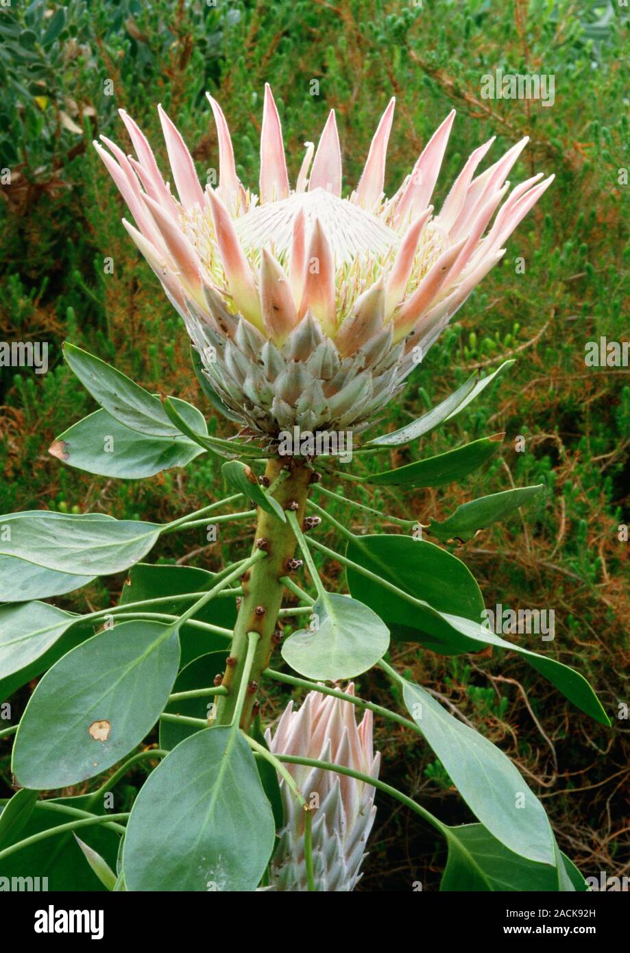 King protea (Protea cynaroides) flower Stock Photo - Alamy