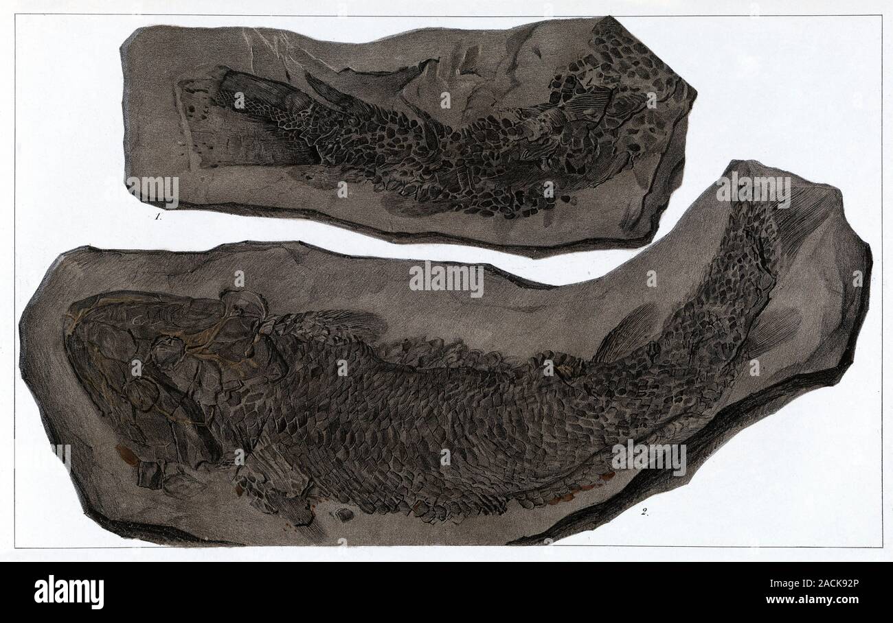 Fossil fish. Illustration depicting a fossil of Gyroptychium agassizi ...
