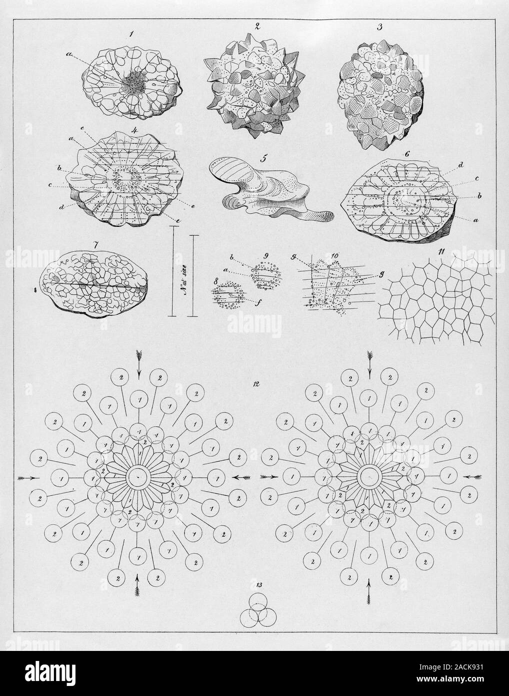 Formation of hailstones. A series of diagrams and cross-sections ...