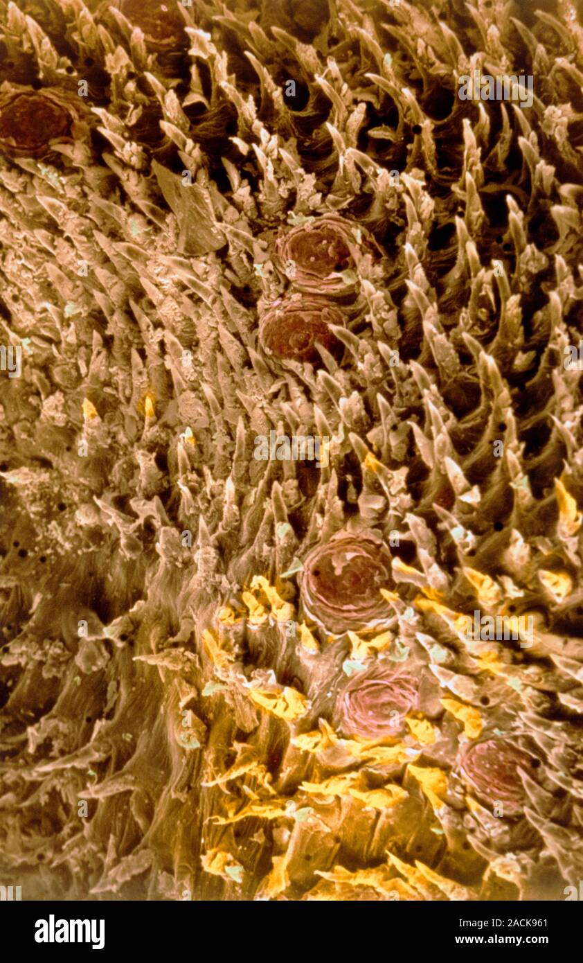 Tongue surface, coloured scanning electron micrograph (SEM). This ...