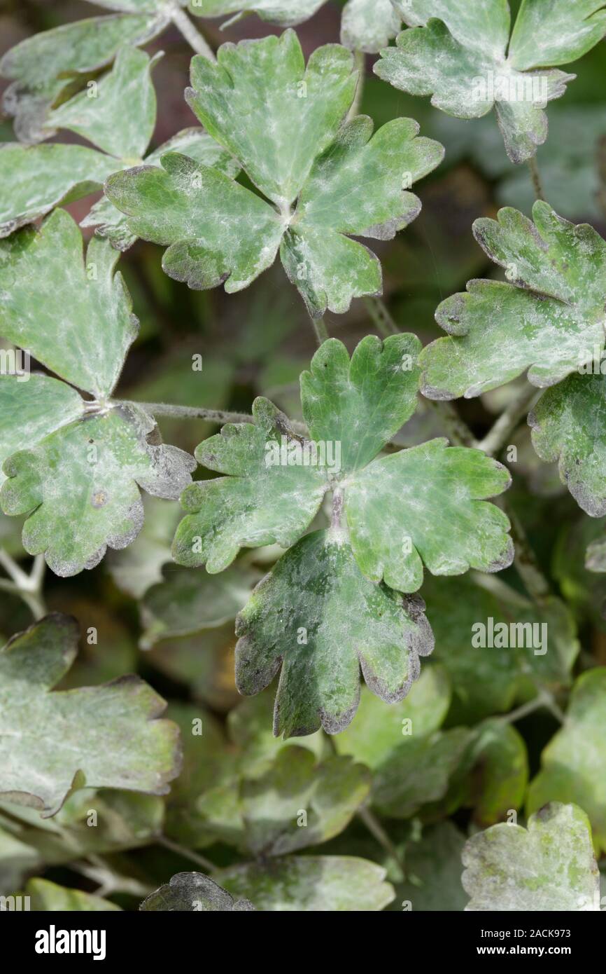 Powdery mildew on Aquilegia vulgaris Stock Photo - Alamy