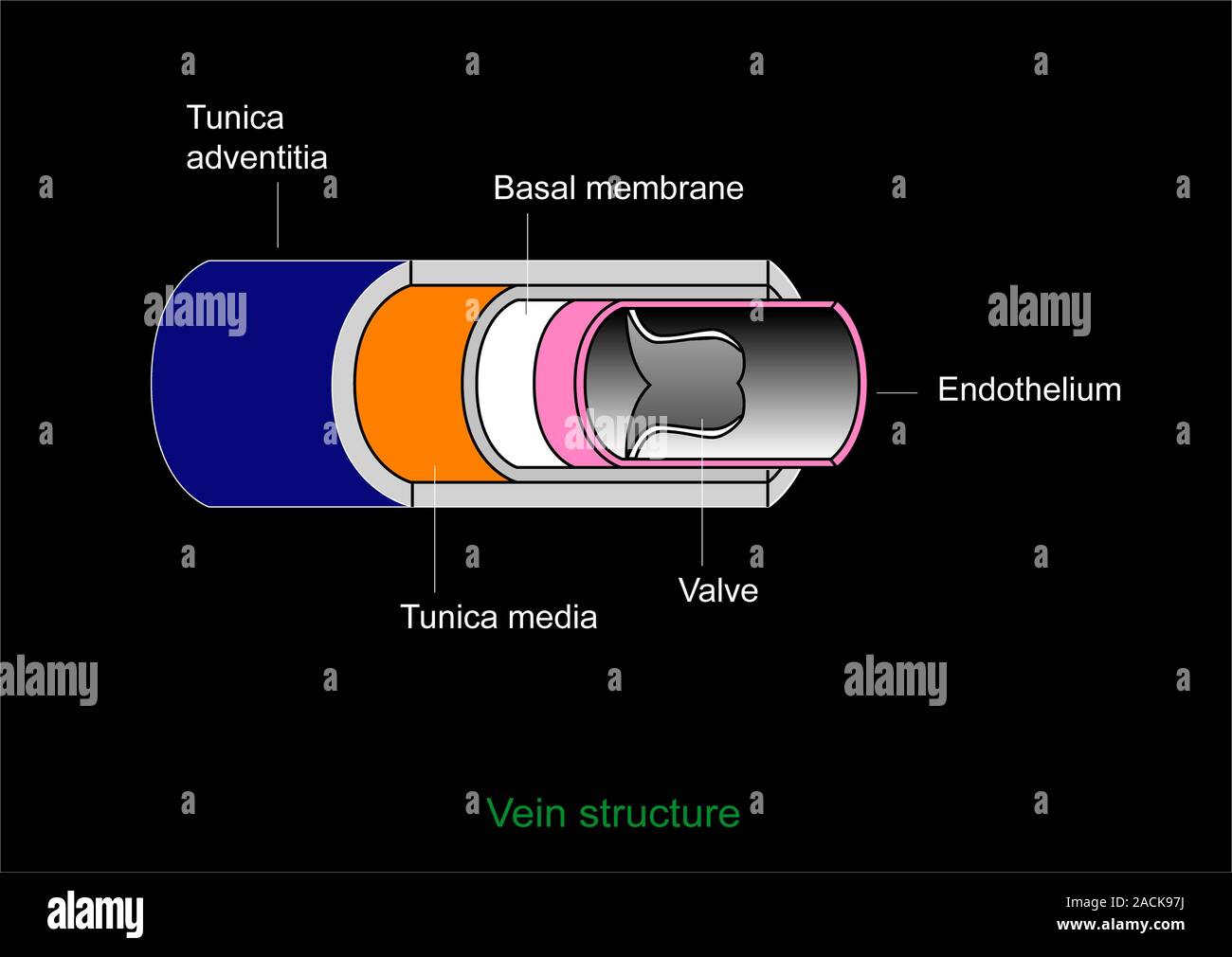 Blood vessel structure. Artwork showing the layers of tissue in the ...