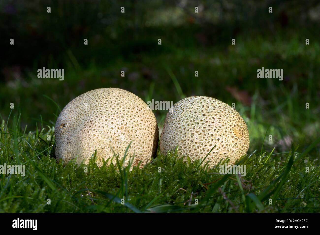 Common earth ball fungus (Scleroderma citrinum) fruiting bodies growing ...