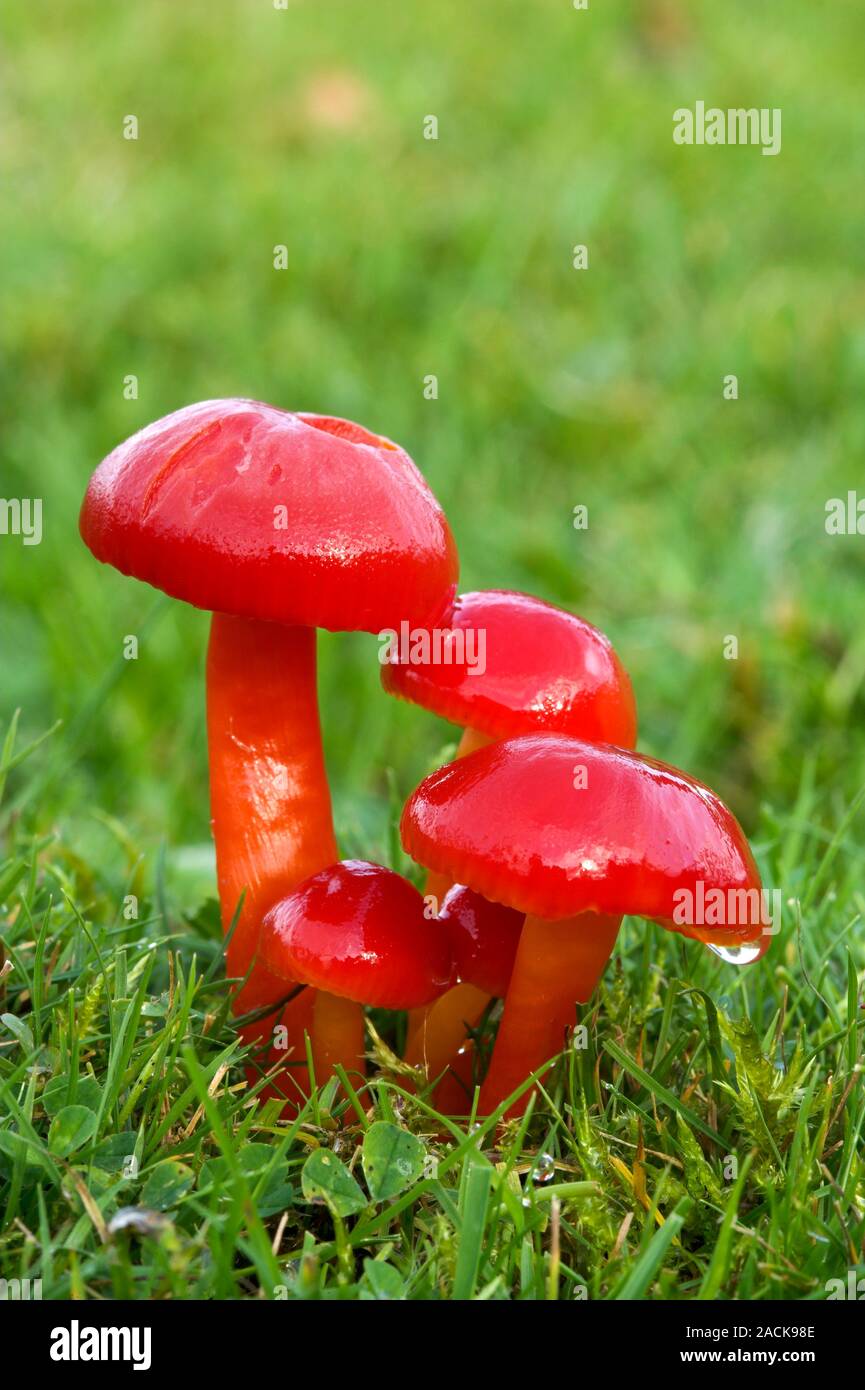 Scarlet wax cap fungus (Hygrocybe punicea) mushrooms growing in a ...