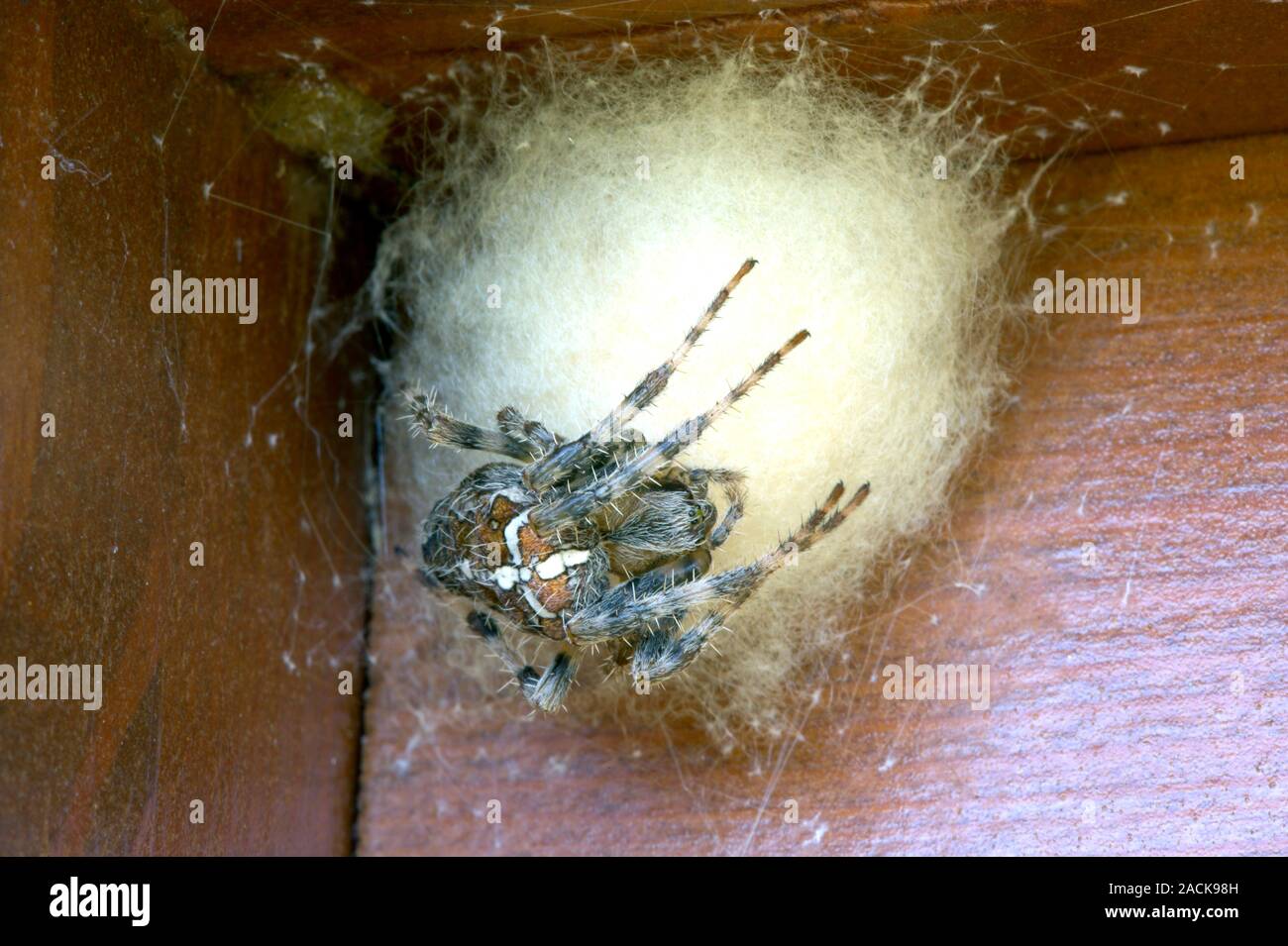 European garden spider (Araneus diadematus) female and egg sac. After ...