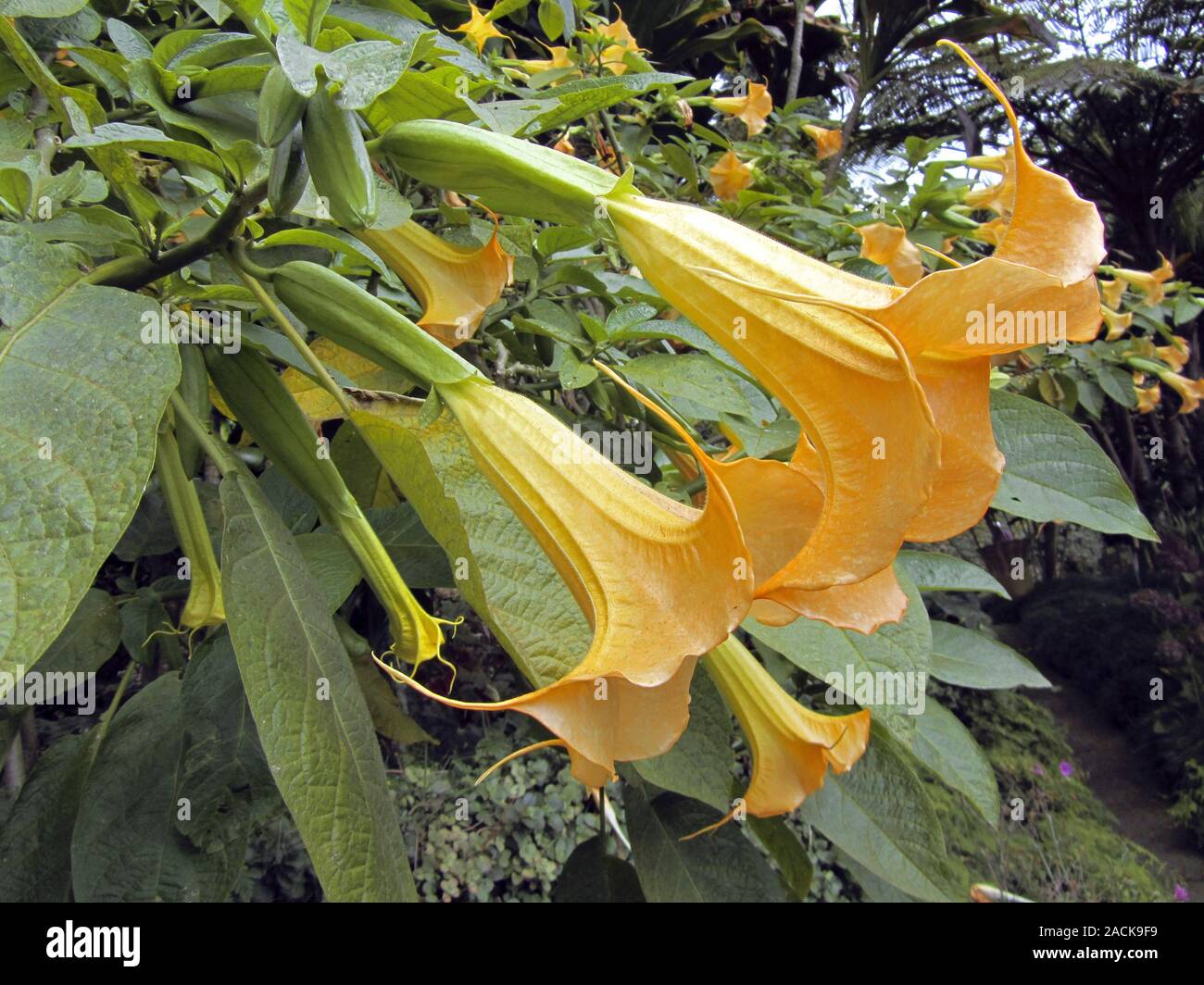 Trumpet tree flowers (Brugmansia suaveolens). Common names for this ...