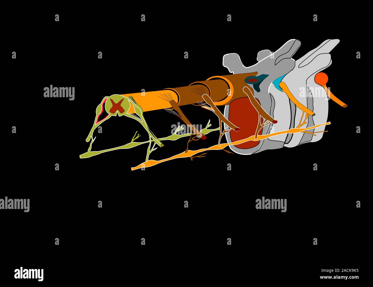 Spine anatomy, artwork. The spinal cord is made up of grey matter (dark ...