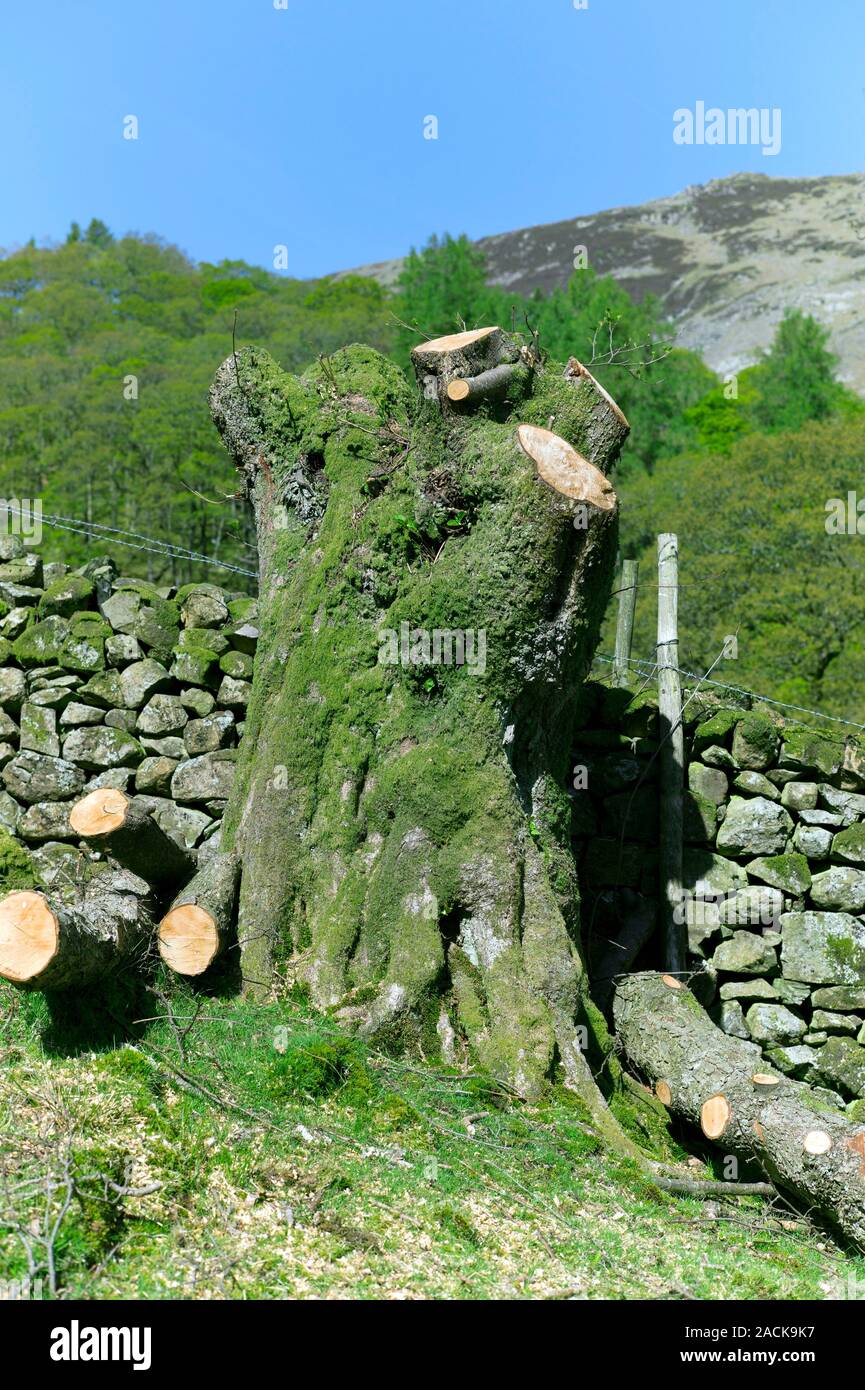 Pollarded alder tree (Alnus glutinosa) at a walled field boundary. The ...