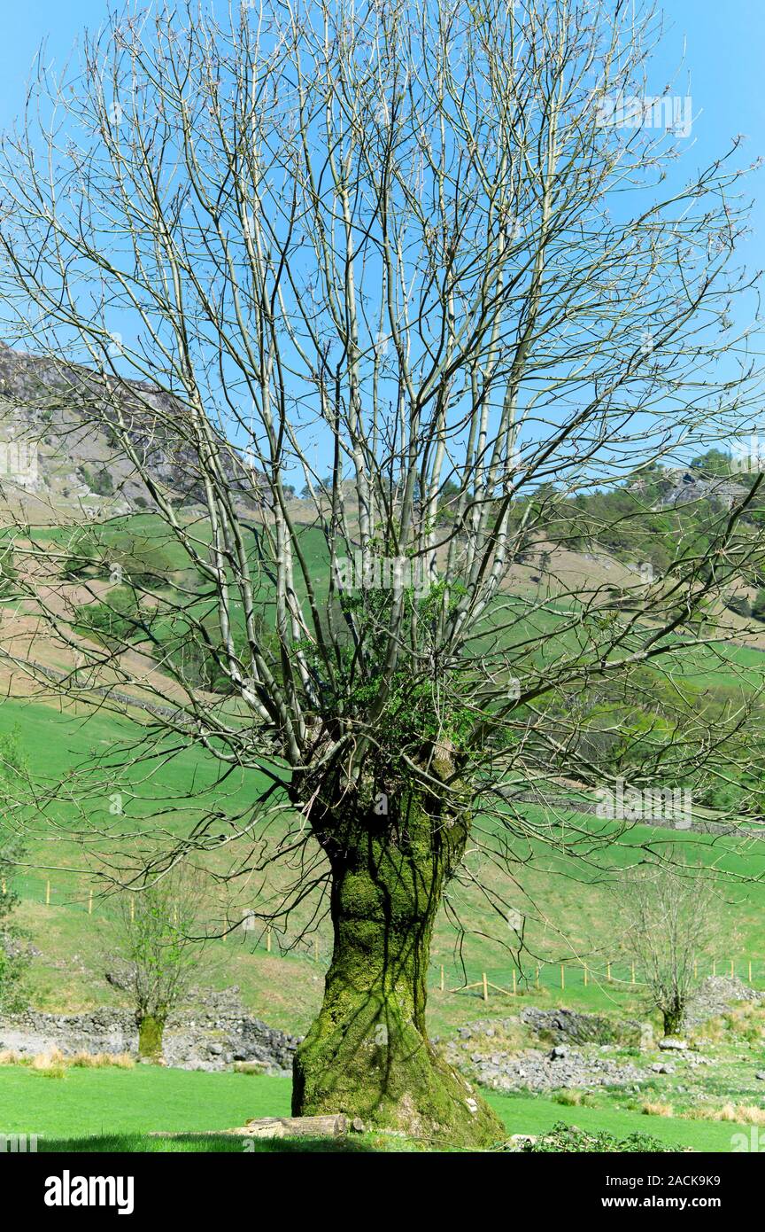 Pollarded ash tree (Fraxinus exclesior) in a field. The pollarding took ...