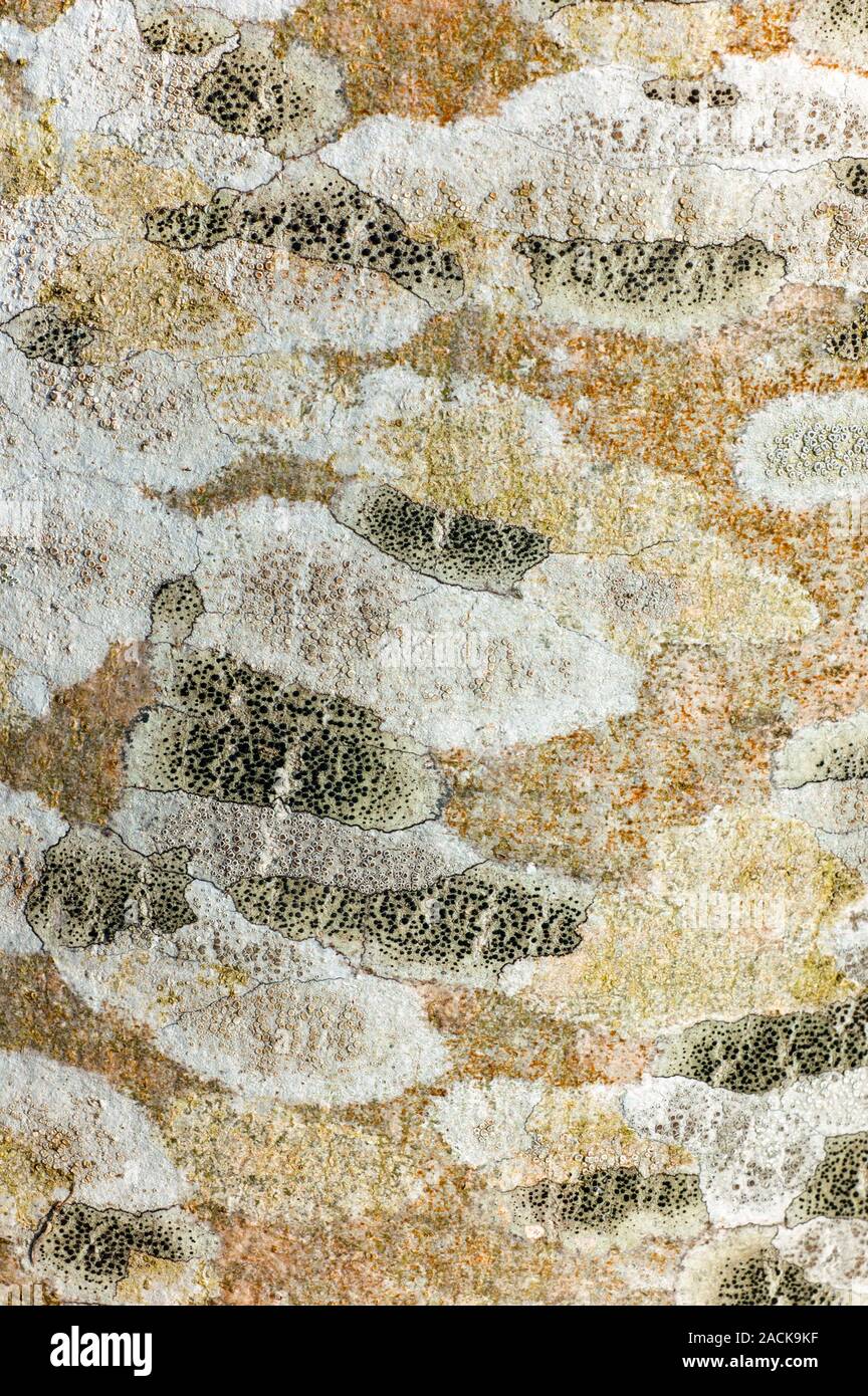 Lichen on ash bark. Close-up of the bark of a common ash tree (Fraxinus ...
