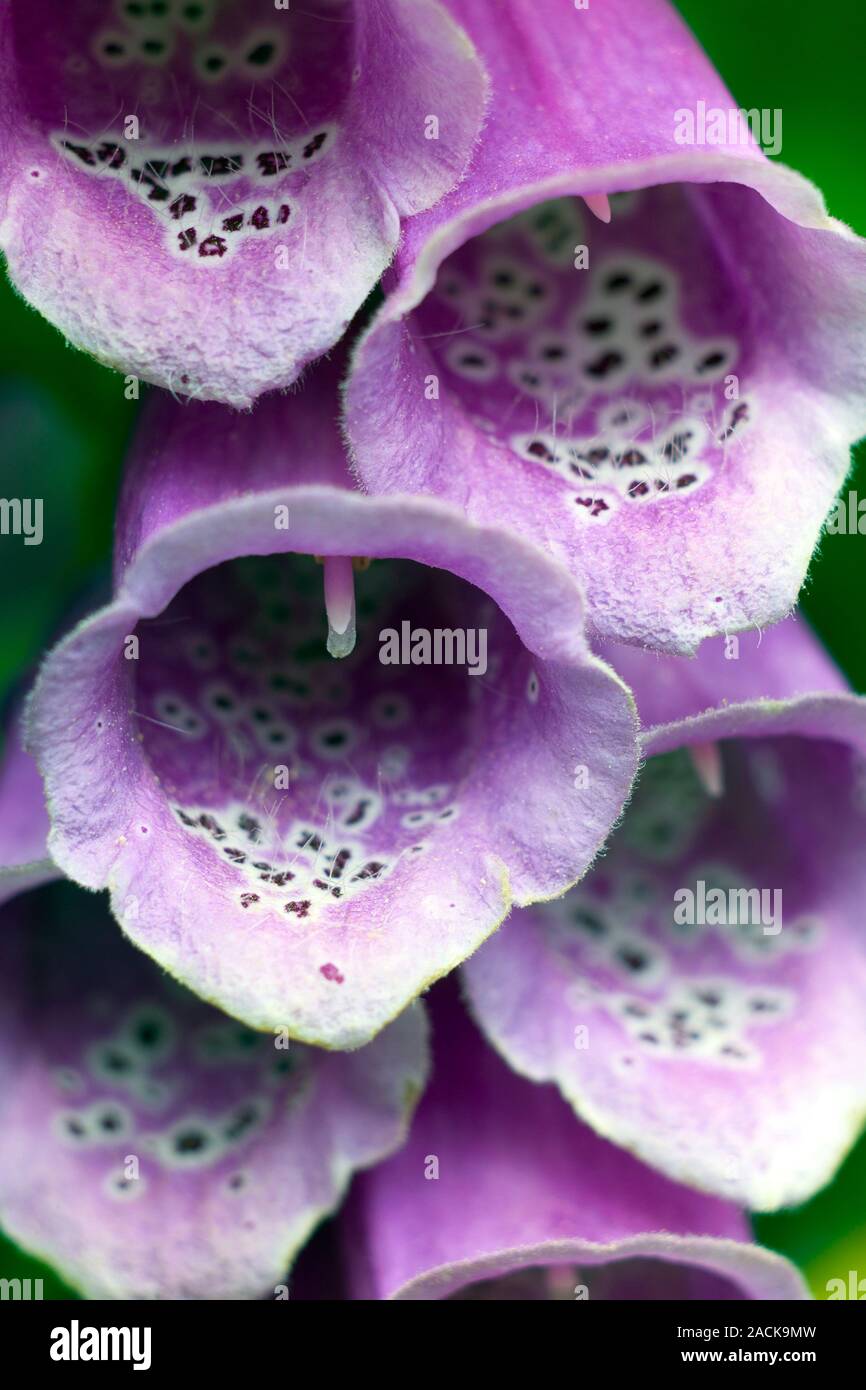 Common foxglove flowers (Digitalis purpurea). Close-up showing ...