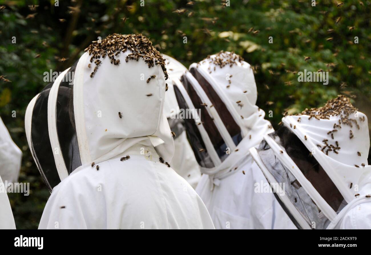 Beekeepers and bees. Bees crawling on beekeepers who are wearing ...