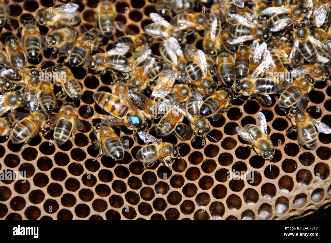 Queen bee with worker bees on a comb in a hive. The queen bee has been ...