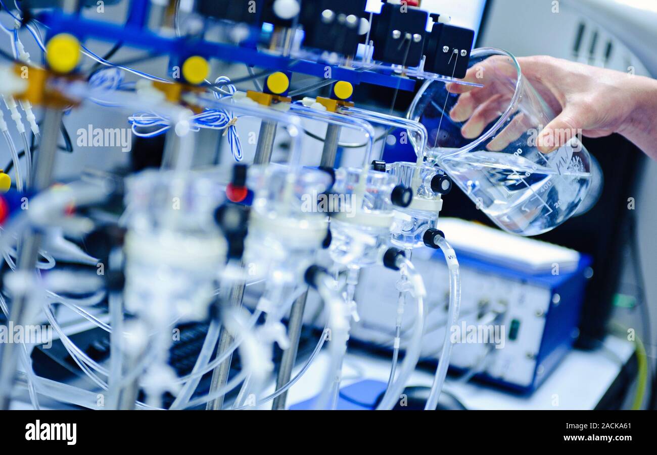 Laboratory technician pouring liquid from a glass beaker into ...