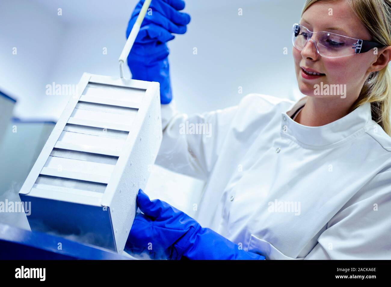 Technician lifting frozen cell cultures from liquid nitrogen Stock ...