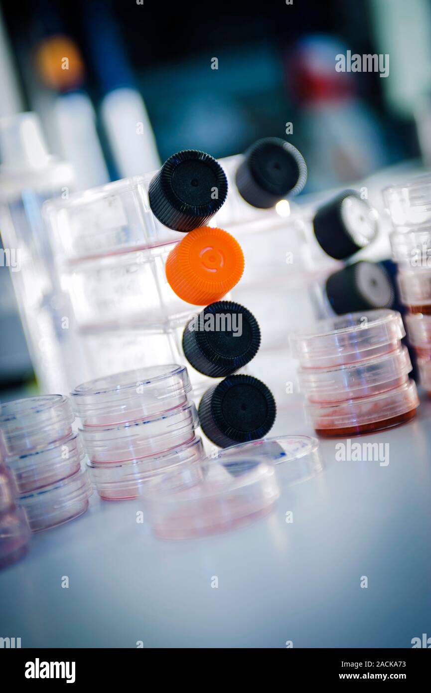 Cell culture flasks and petri dishes in a microbiology laboratory Stock ...