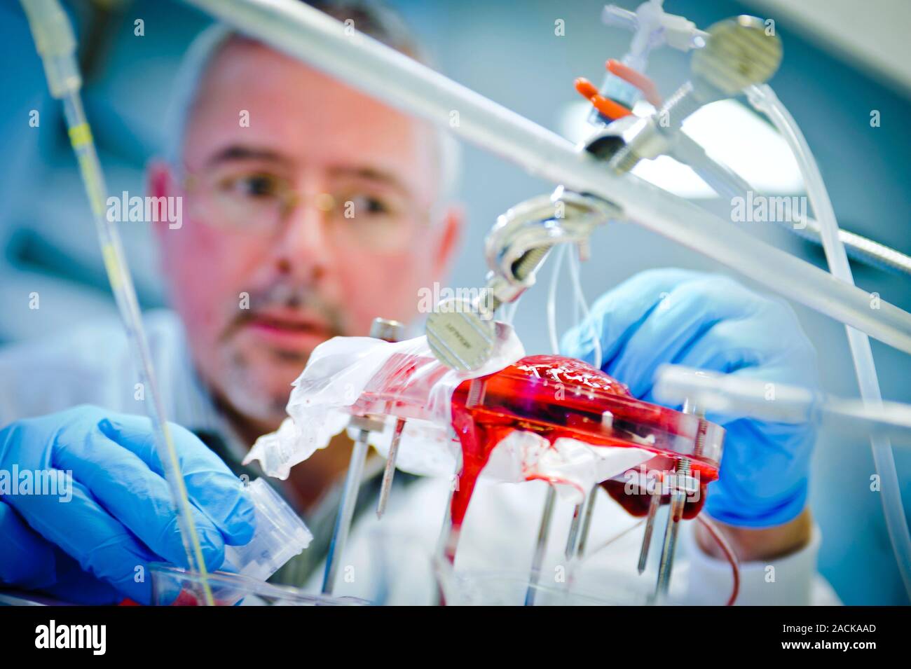 Researcher perfusing a human placenta Stock Photo - Alamy