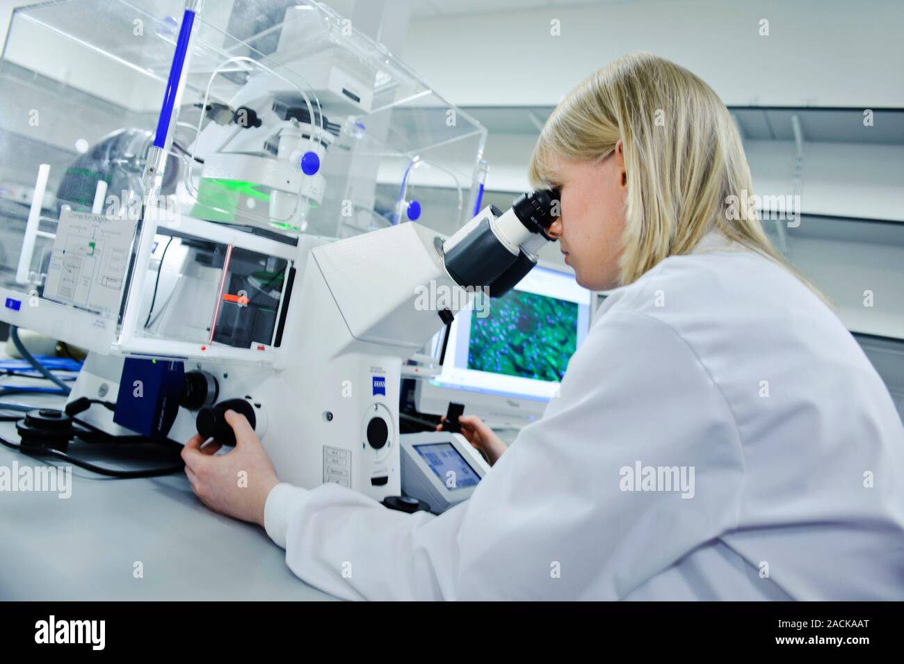 Scientist using a microscope to examine cells Stock Photo - Alamy
