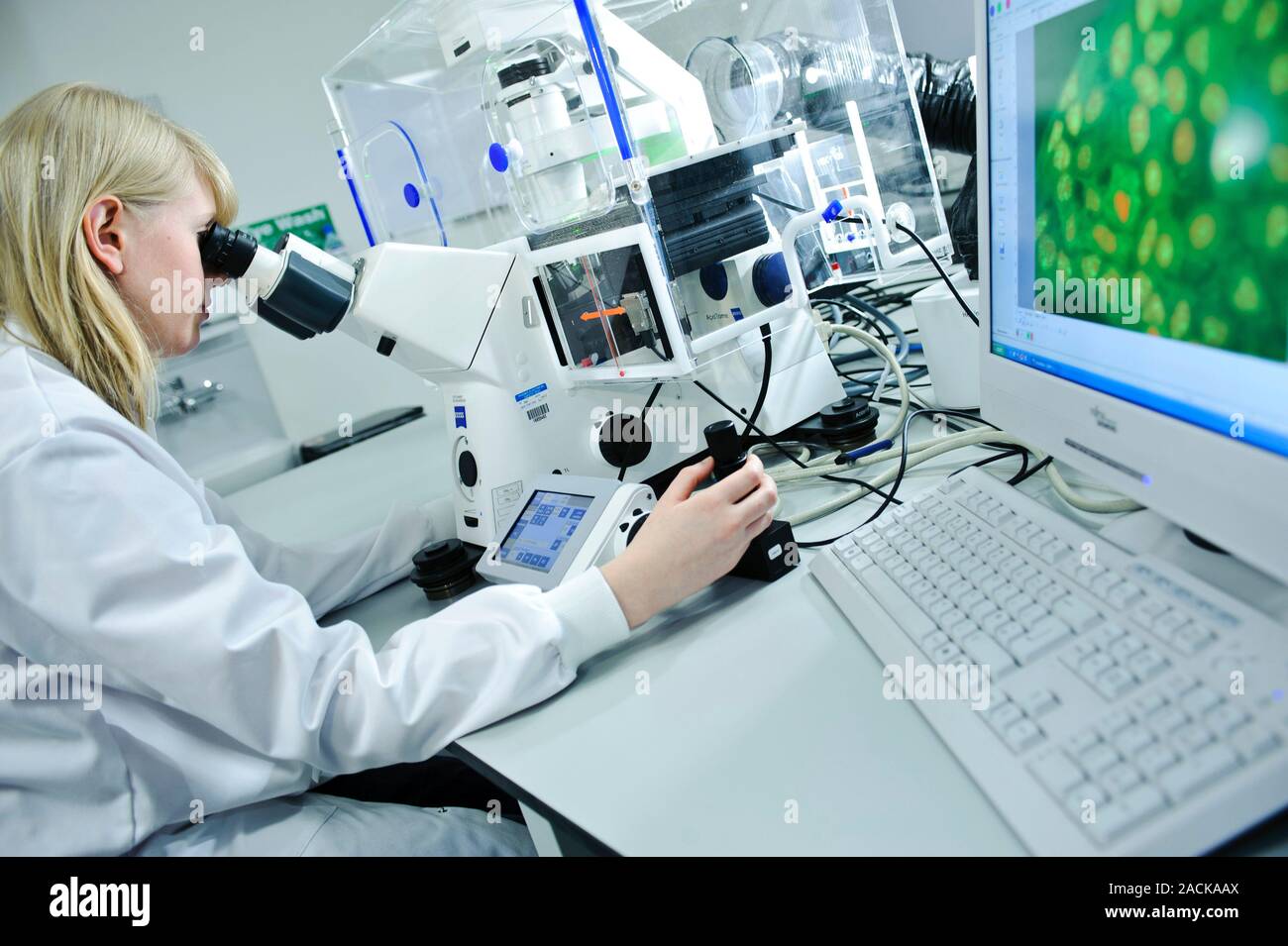 Scientist using a microscope to examine cells Stock Photo - Alamy