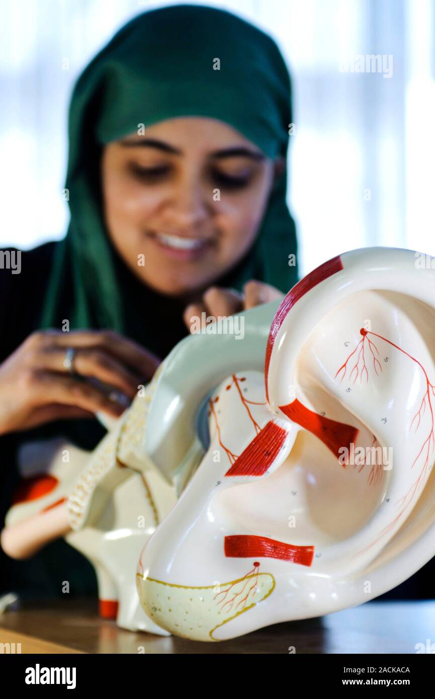 Audiology student studying an anatomical model of the human ear Stock ...