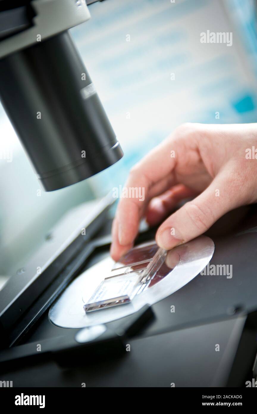 Scientist placing a glass slide under a microscope lens Stock Photo - Alamy