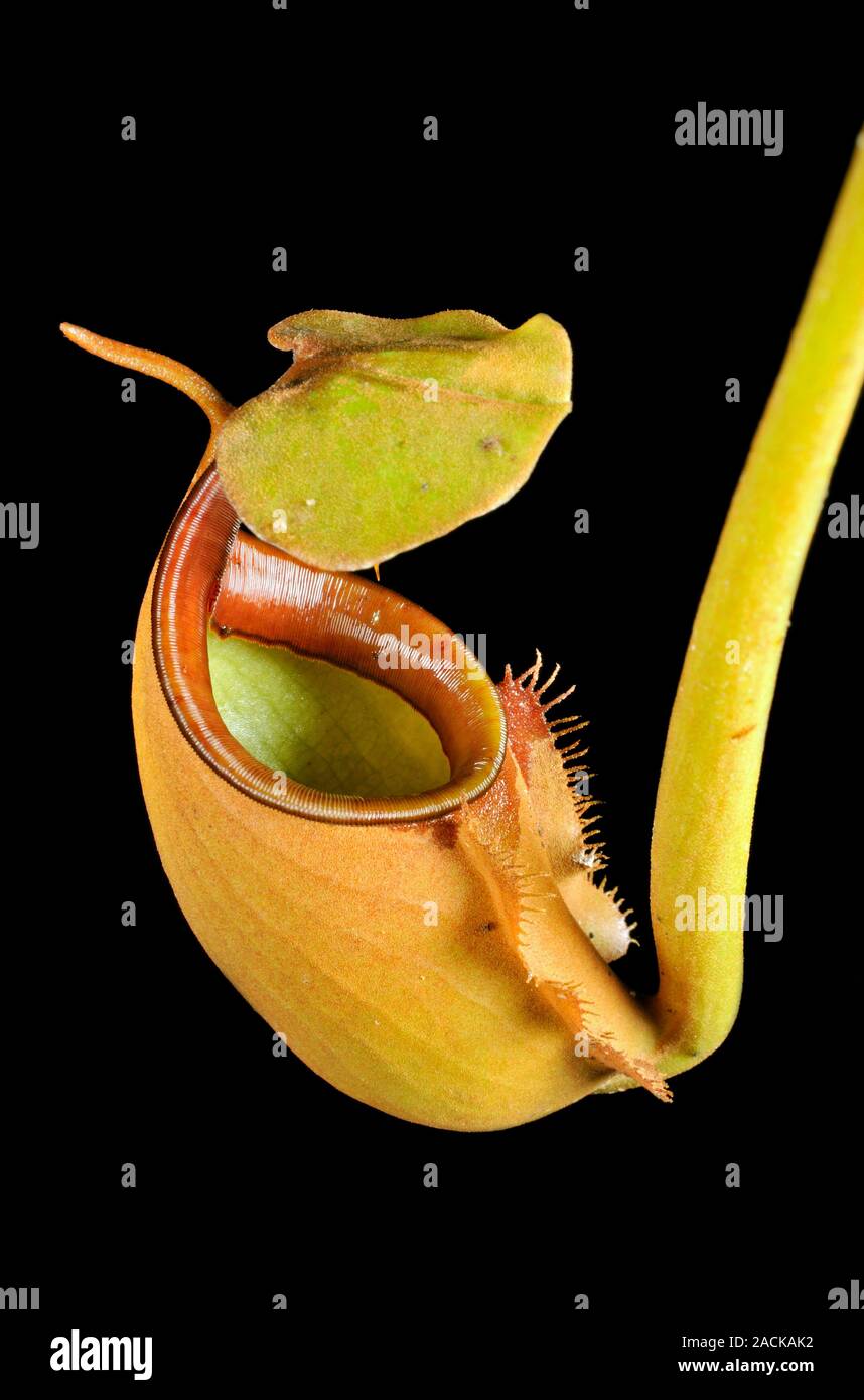 Fanged pitcher plant (Nepenthes bicalcarata). This is a carnivorous ...