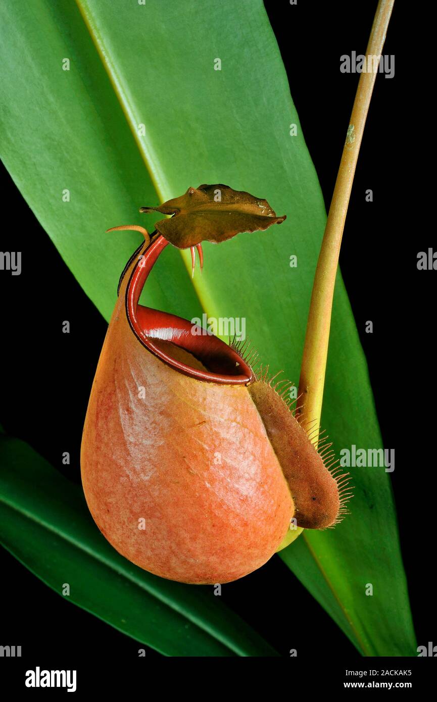 Fanged pitcher plant (Nepenthes bicalcarata). This is a carnivorous ...