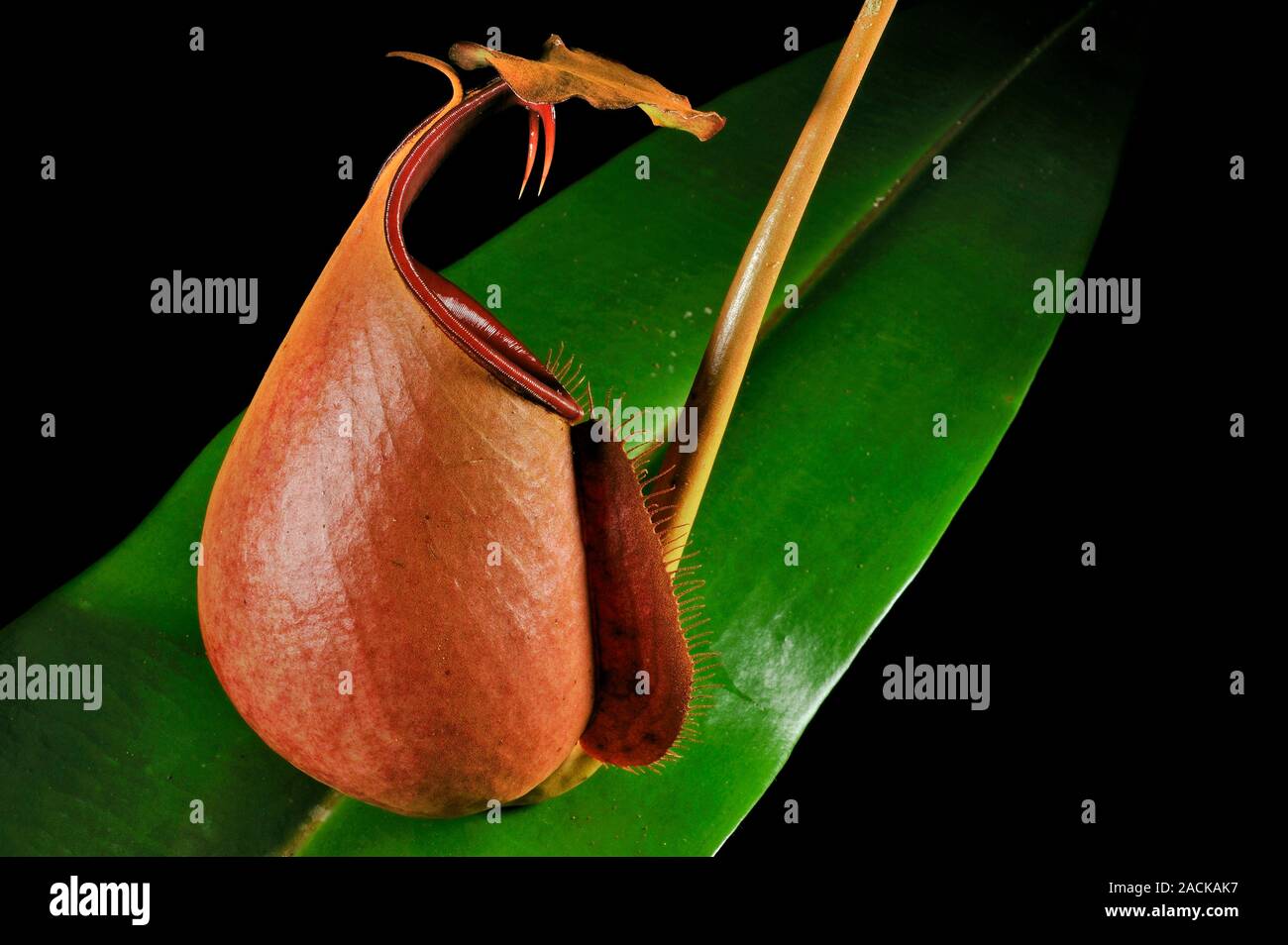 Fanged pitcher plant (Nepenthes bicalcarata). This is a carnivorous ...