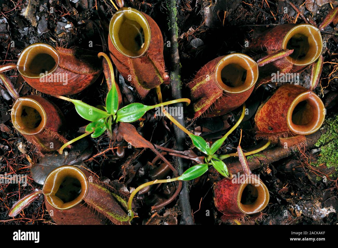 Flask-shaped pitcher plant (Nepenthes ampullaria). This is a ...