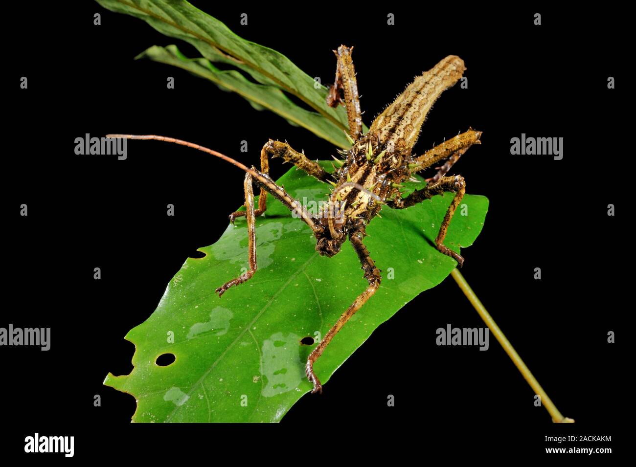 Stick insect. Photographed in Gunung Mulu National Park, in Sarawak ...