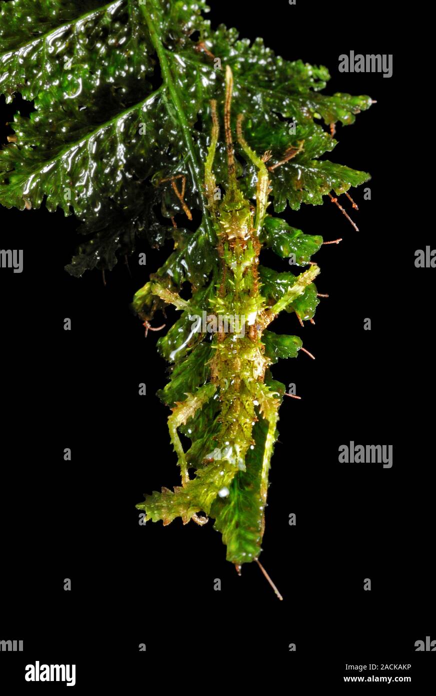 Stick insect. Photographed in Gunung Mulu National Park, in Sarawak ...