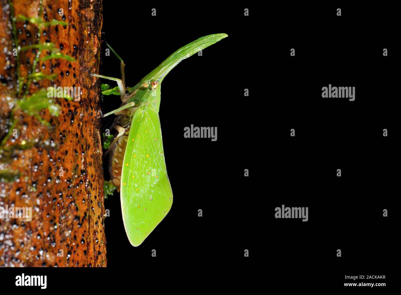 Lantern bug (Pyrops candelaria). Photographed in Gunung Mulu National ...