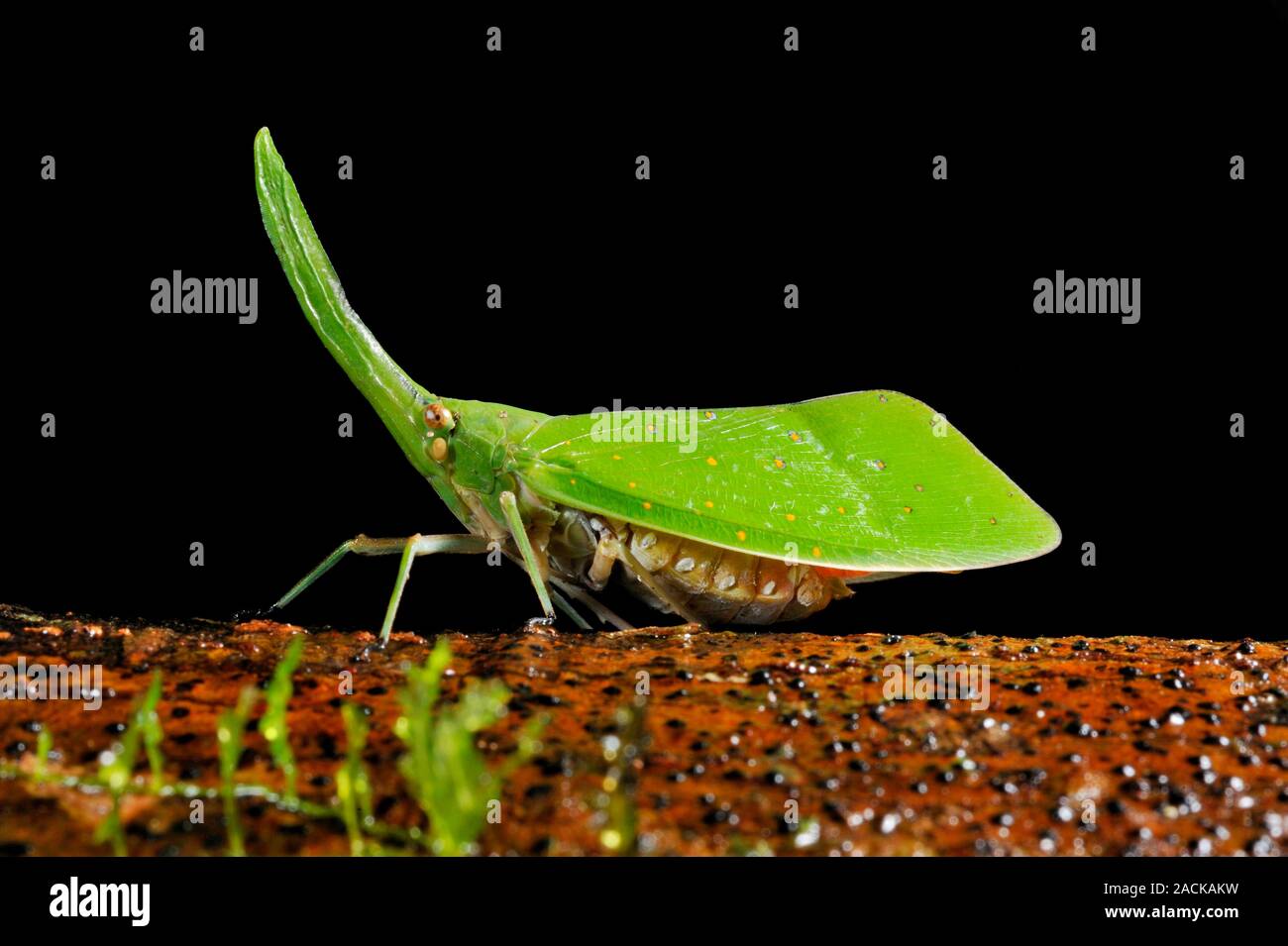 Lantern bug (Pyrops candelaria). Photographed in Gunung Mulu National ...