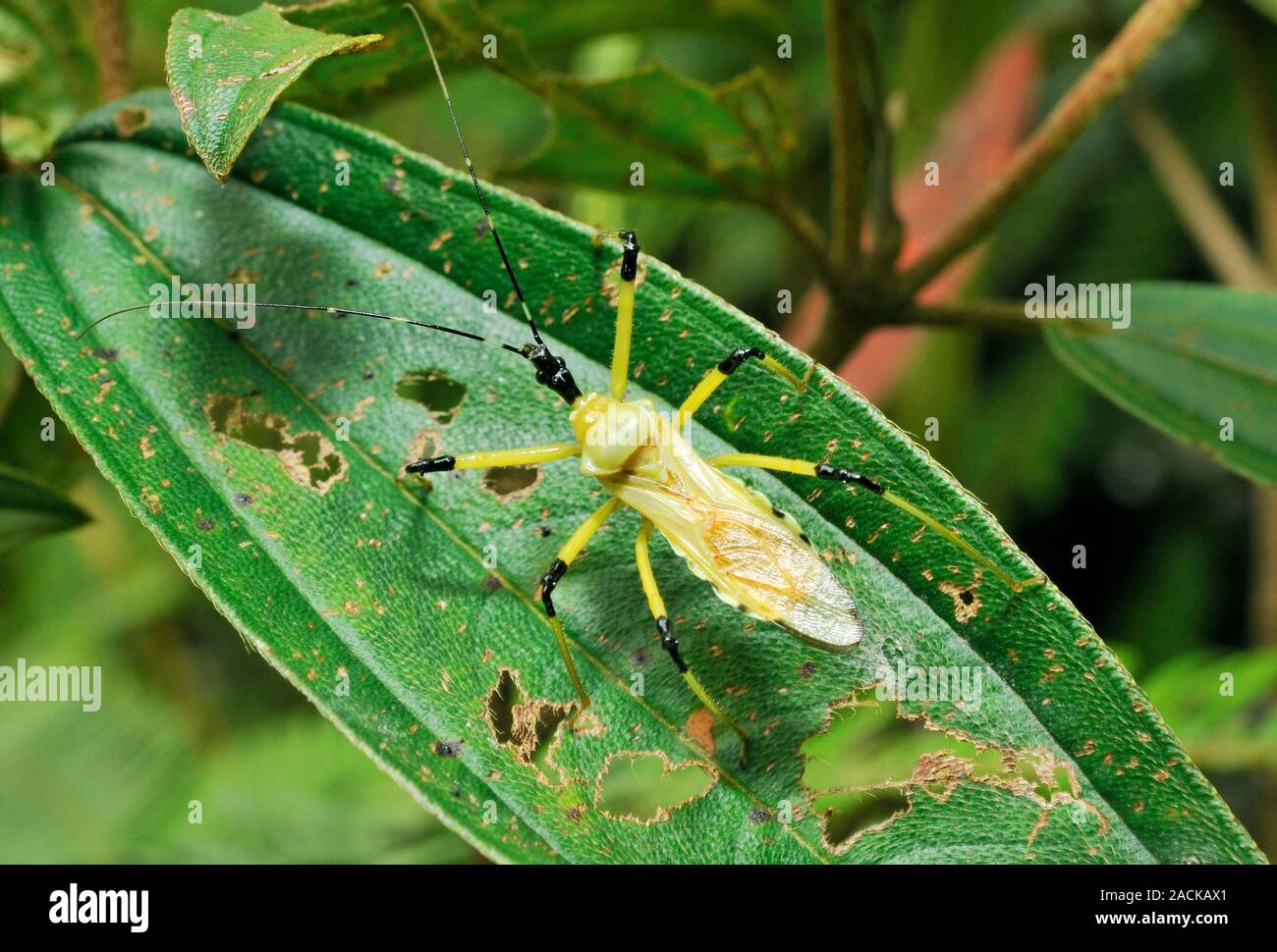 Tropical insect. Small yellow bug on a leaf. Photographed in Gunung ...
