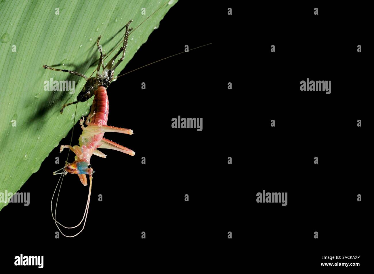 Cricket moulting. Cricket emerging from its exoskeleton late one ...