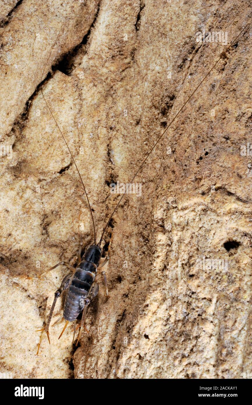 Cave cricket (Rhapidophora oophaga). This species of giant cave cricket ...