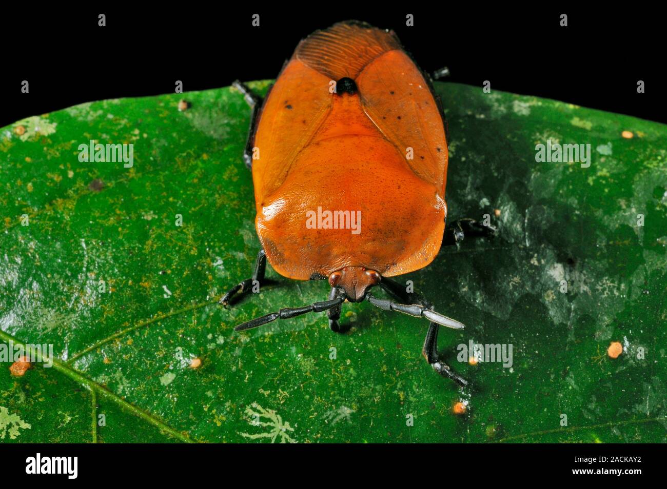 Tropical beetle. Orange beetle on a leaf. Photographed in Gunung Mulu ...