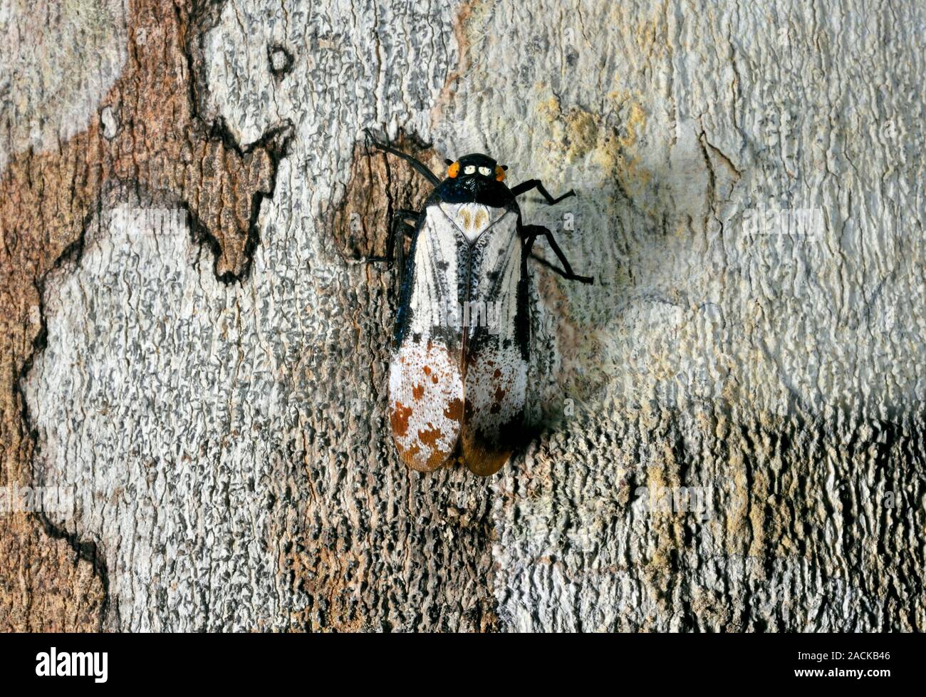 Tropical insect. Camouflage bug. Photographed in Gunung Mulu National ...