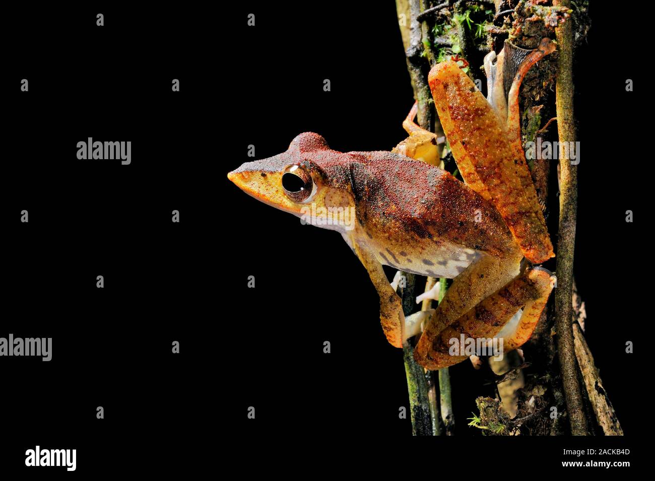 Tree frog (Polypedates colletti). Photographed in Gunung Mulu National ...
