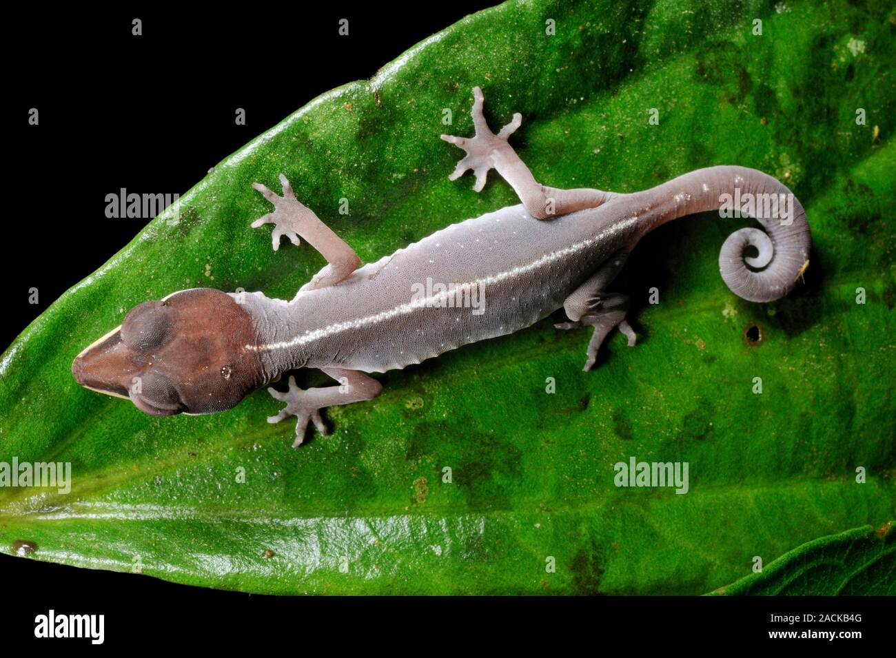 Cat gecko (Aeluroscalabotes felinus) on a leaf. Photographed in Gunung ...